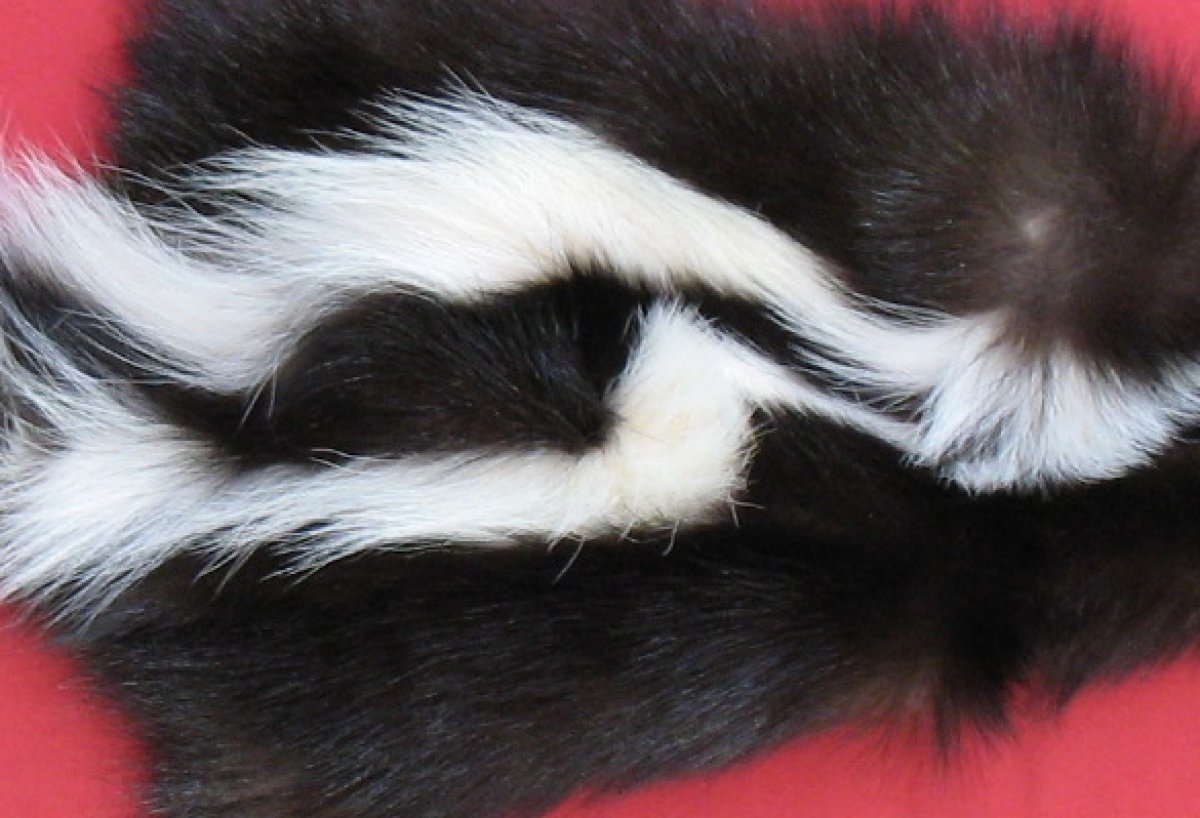 Tanned Furs : SKUNK (7370-1046) : hideandfur.com