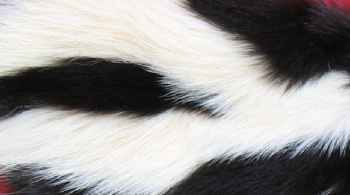 Tanned Furs : SKUNK (7370-1050) : hideandfur.com