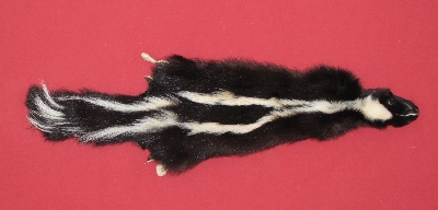 Tanned Skunk Hides, Furs, Pelts, Skins for sale by www.hideandfur.com