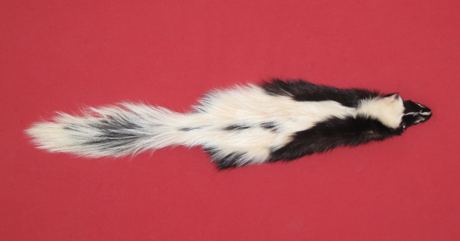Tanned Furs : SKUNK (7370-1412) : hideandfur.com