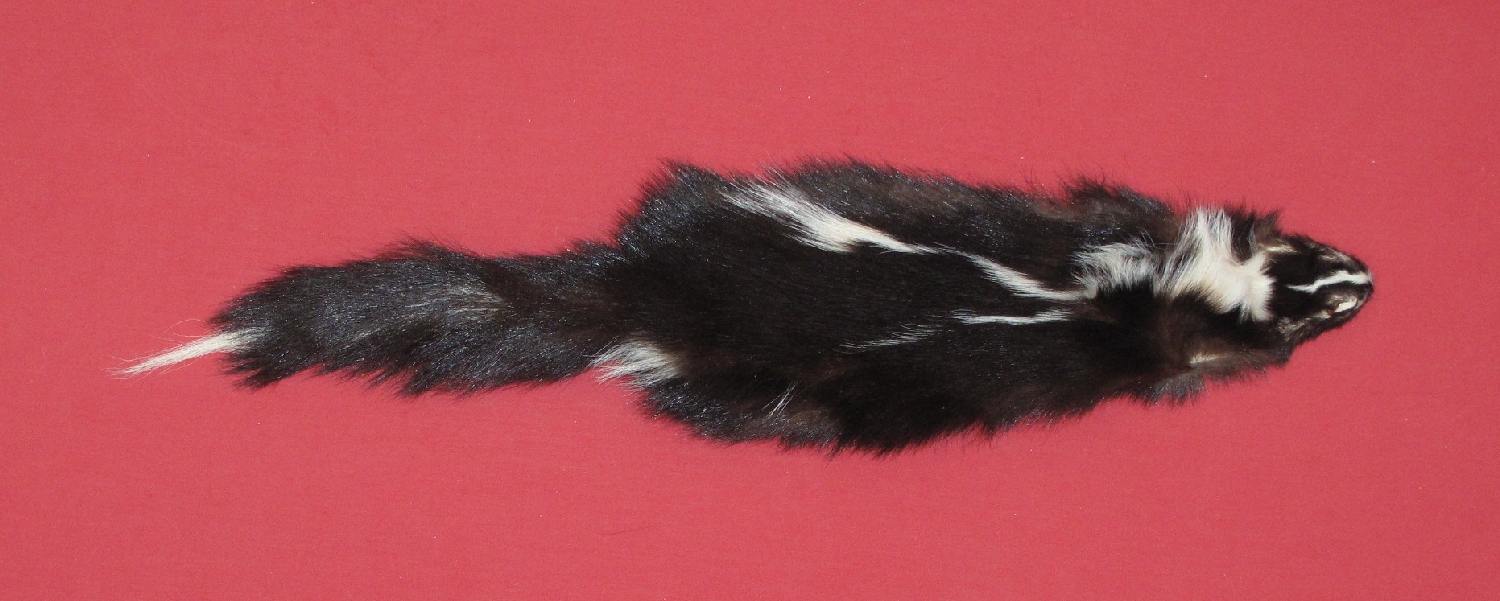 Tanned Furs : SKUNK (7370-1568) : hideandfur.com