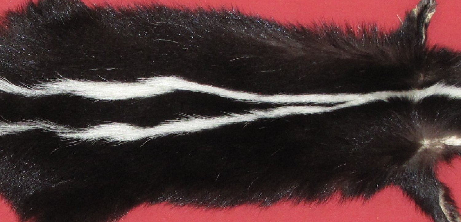 Tanned Furs : SKUNK (7370-1620) : hideandfur.com