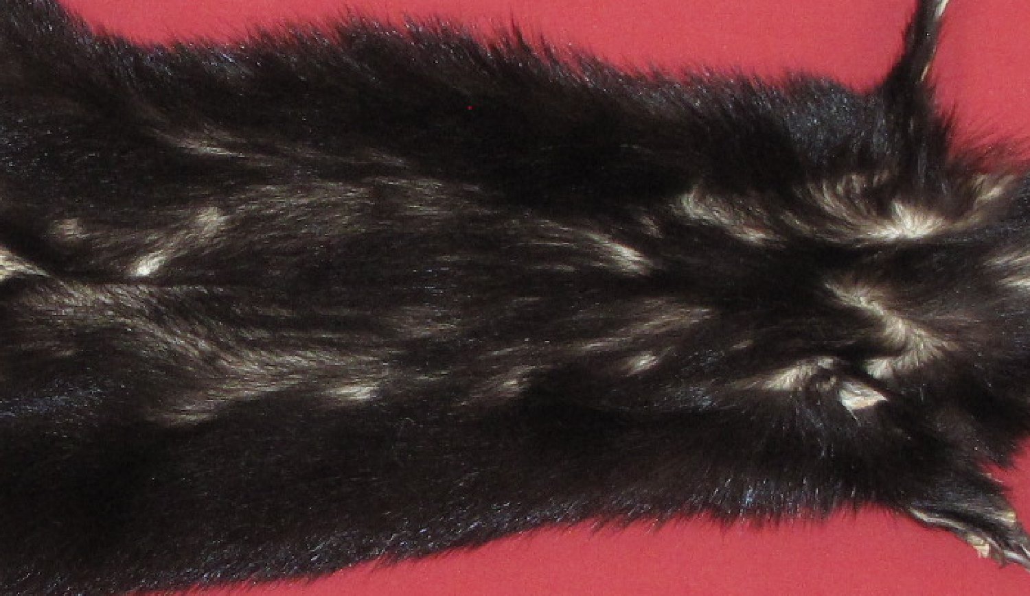Tanned Furs : SKUNK (7370-1620) : hideandfur.com