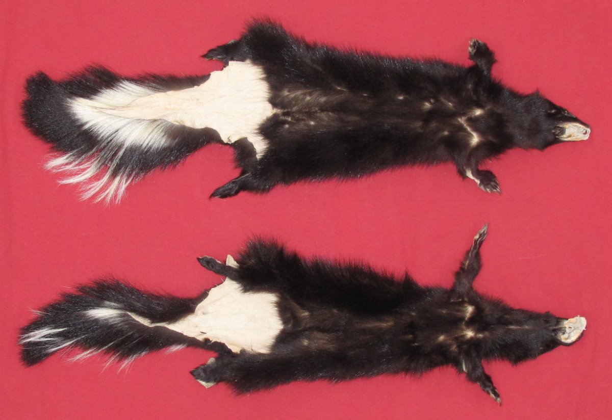 Tanned Furs : SKUNK - TAXIDERMY QUALITY (7371-0213) : hideandfur.com