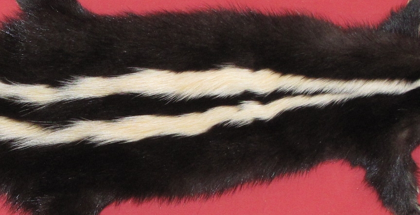 Tanned Furs : SKUNK - TAXIDERMY QUALITY (7371-0271) : hideandfur.com