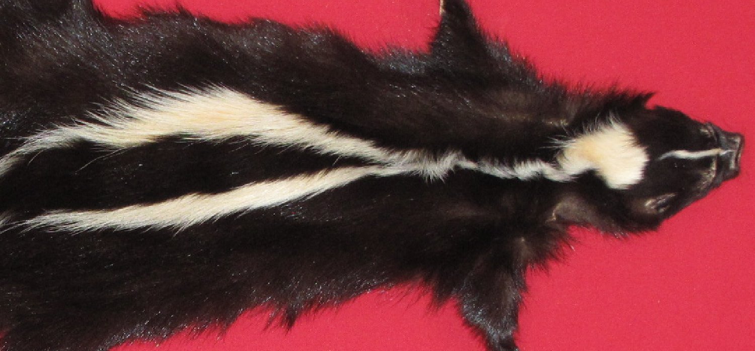 Tanned Furs : SKUNK - TAXIDERMY QUALITY (7371-0310) : hideandfur.com