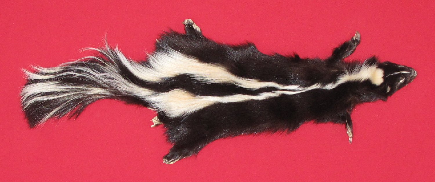 Tanned Furs : SKUNK - TAXIDERMY QUALITY (7371-0311) : hideandfur.com