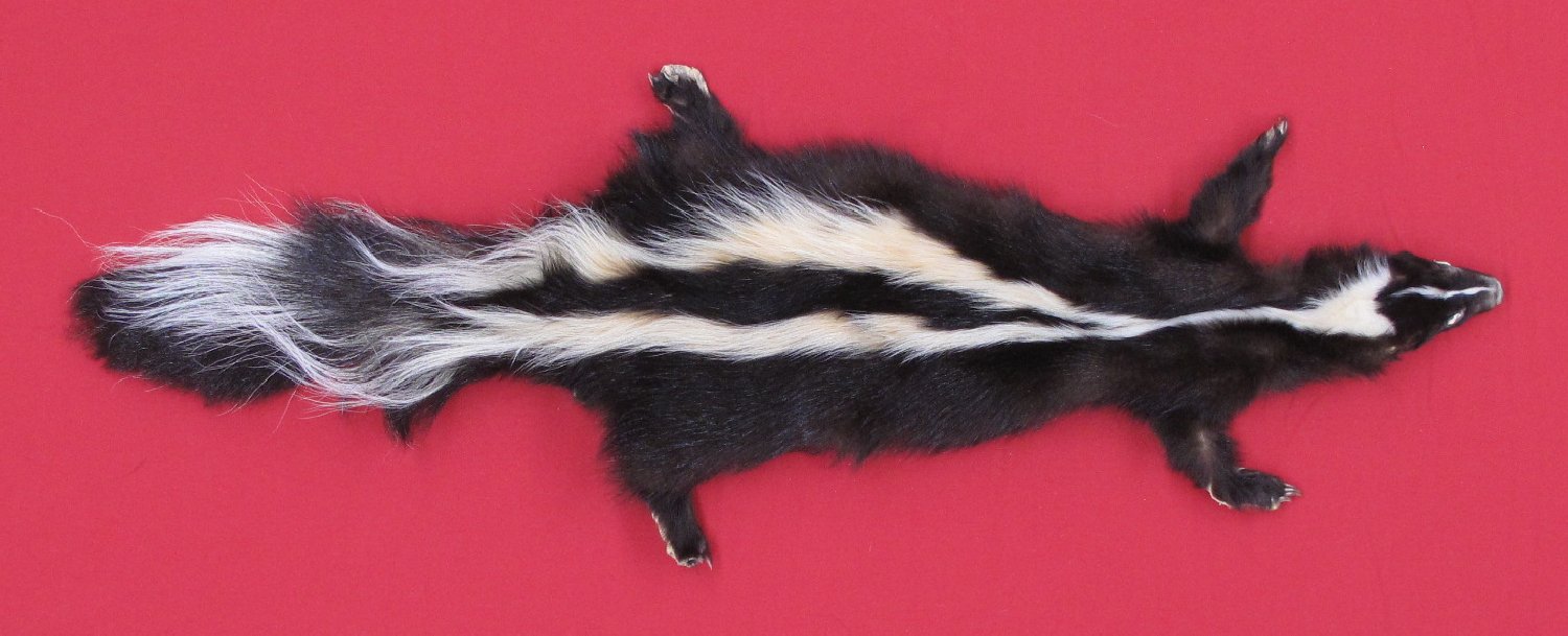 Tanned Furs : SKUNK - TAXIDERMY QUALITY (7371-0313) : hideandfur.com