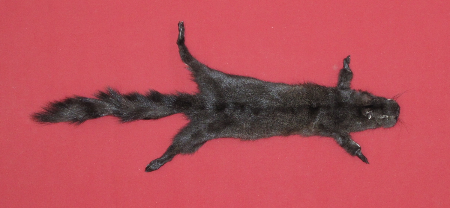Tanned Black Squirrel Hides, Furs, Pelts, Skins for sale by www ...