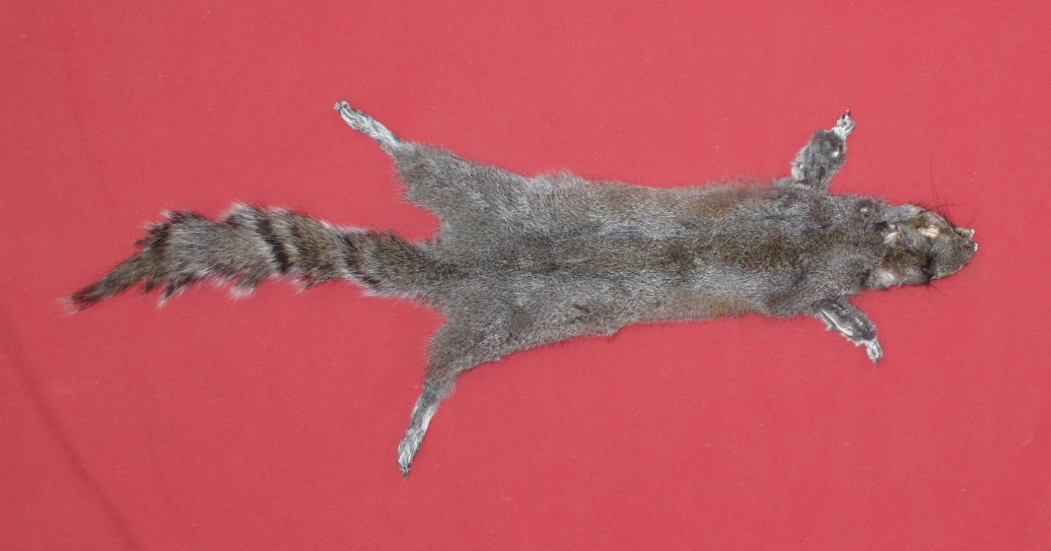 Tanned Furs : GREY SQUIRREL (7430-0265) : hideandfur.com
