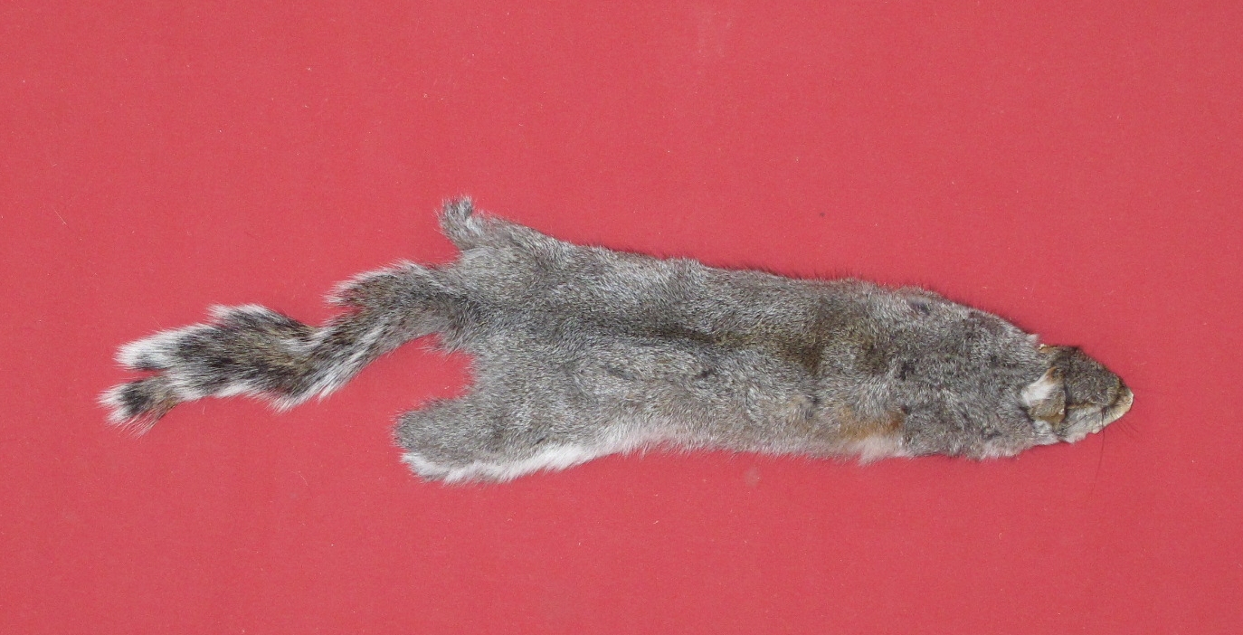 Tanned Furs : GREY SQUIRREL (7430-0273) : hideandfur.com