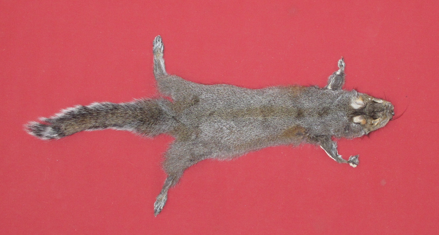Tanned Furs : GREY SQUIRREL (7430-0274) : hideandfur.com