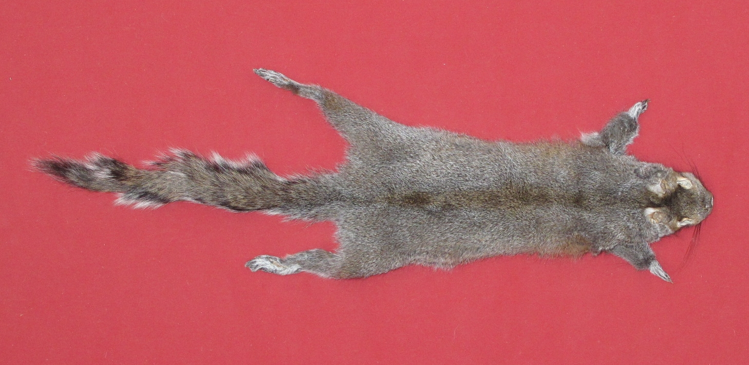 Tanned Furs : GREY SQUIRREL (7430-0276) : hideandfur.com