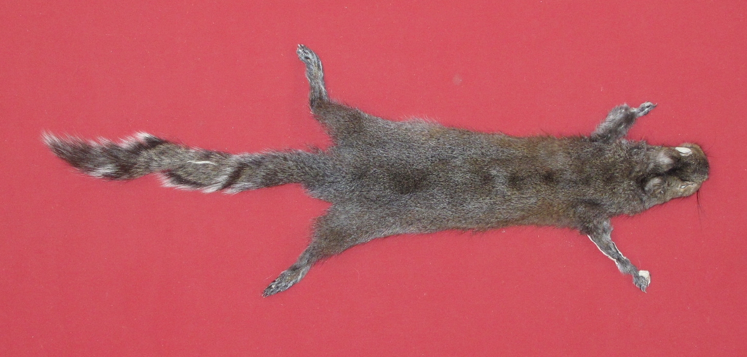 Tanned Furs : GREY SQUIRREL (7430-0279) : hideandfur.com