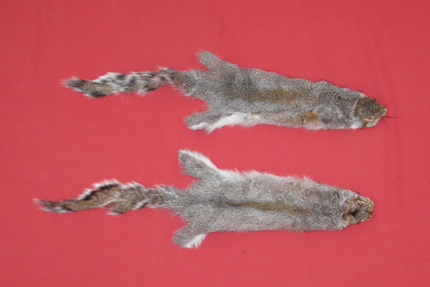 Tanned Furs : GREY SQUIRREL (7430-0280) : hideandfur.com
