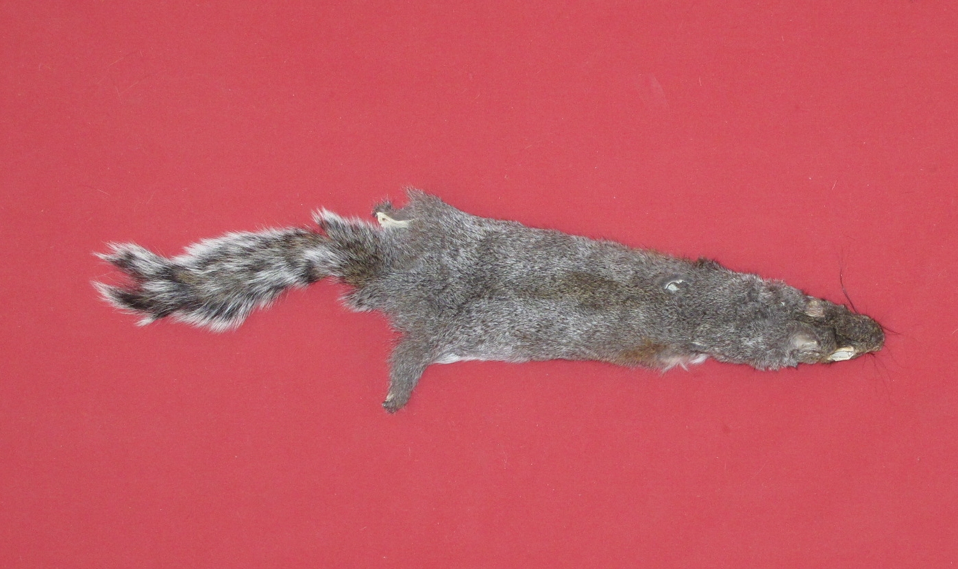 Tanned Furs : GREY SQUIRREL (7430-0287) : hideandfur.com