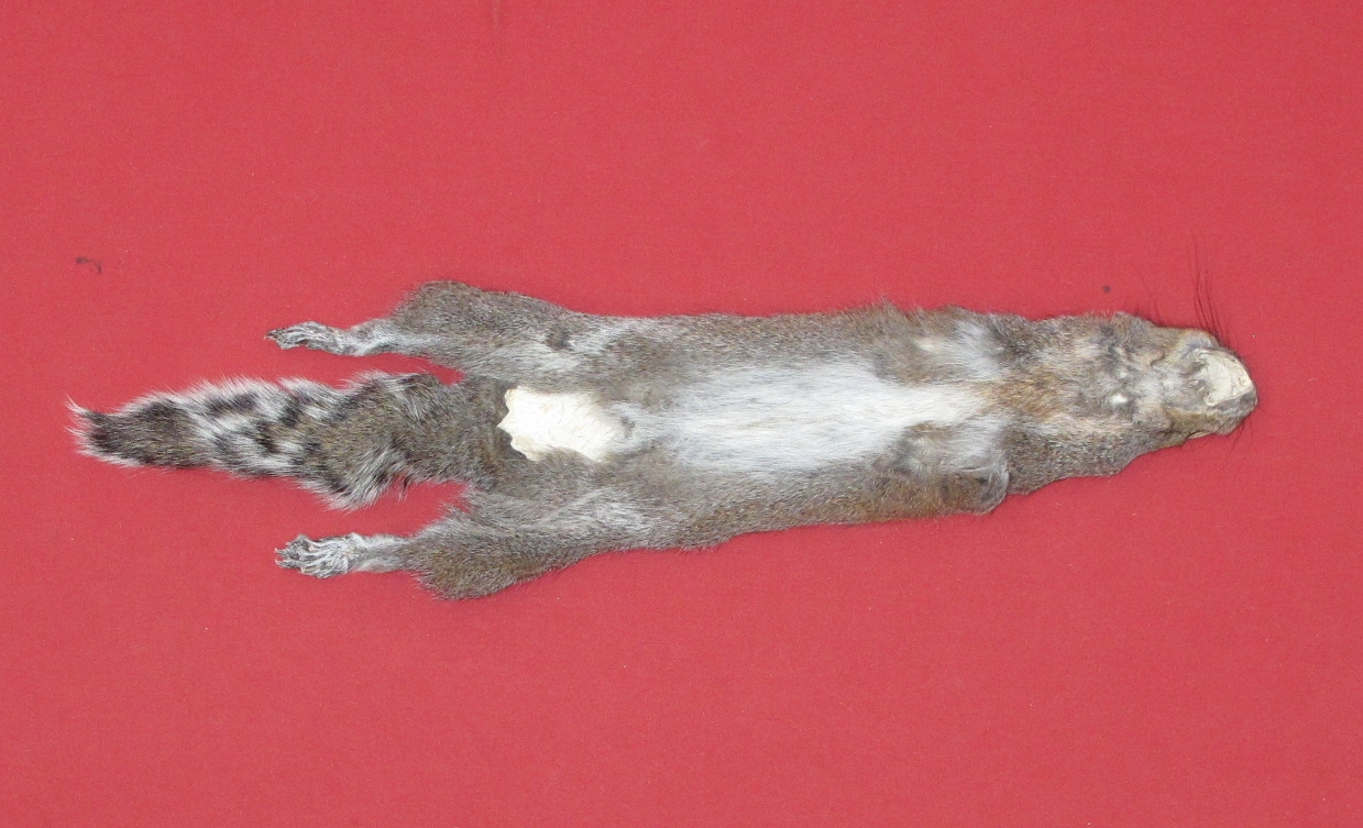 Tanned Furs : GREY SQUIRREL (7430-0294) : hideandfur.com