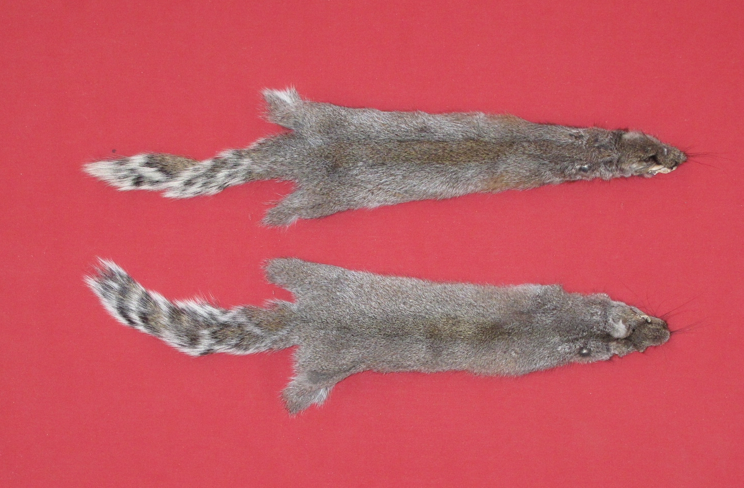 Tanned Furs : GREY SQUIRREL (7430-0309) : hideandfur.com