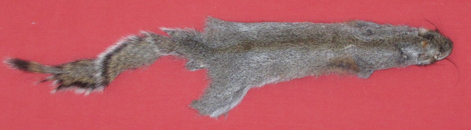Tanned Furs : GREY SQUIRREL (7430-0314) : hideandfur.com