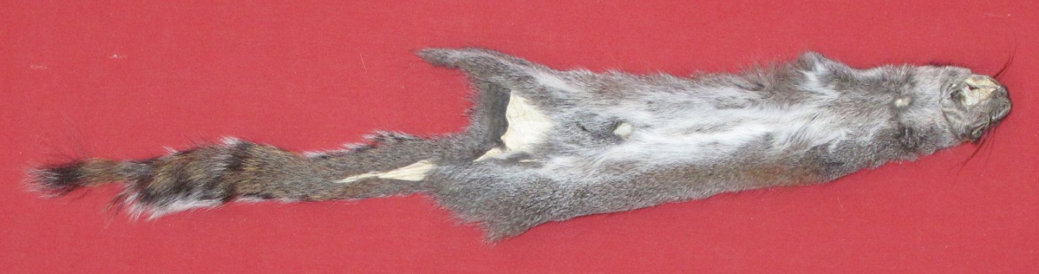 Tanned Furs : GREY SQUIRREL (7430-0314) : hideandfur.com