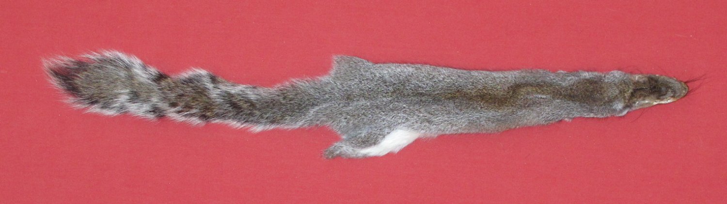 Tanned Furs : GREY SQUIRREL (7430-0321) : hideandfur.com