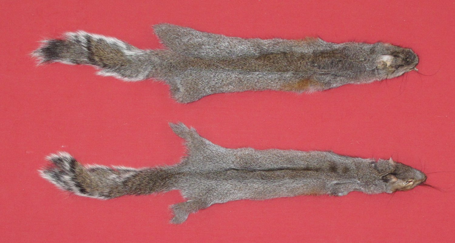 Tanned Furs : GREY SQUIRREL (7430-0322) : hideandfur.com