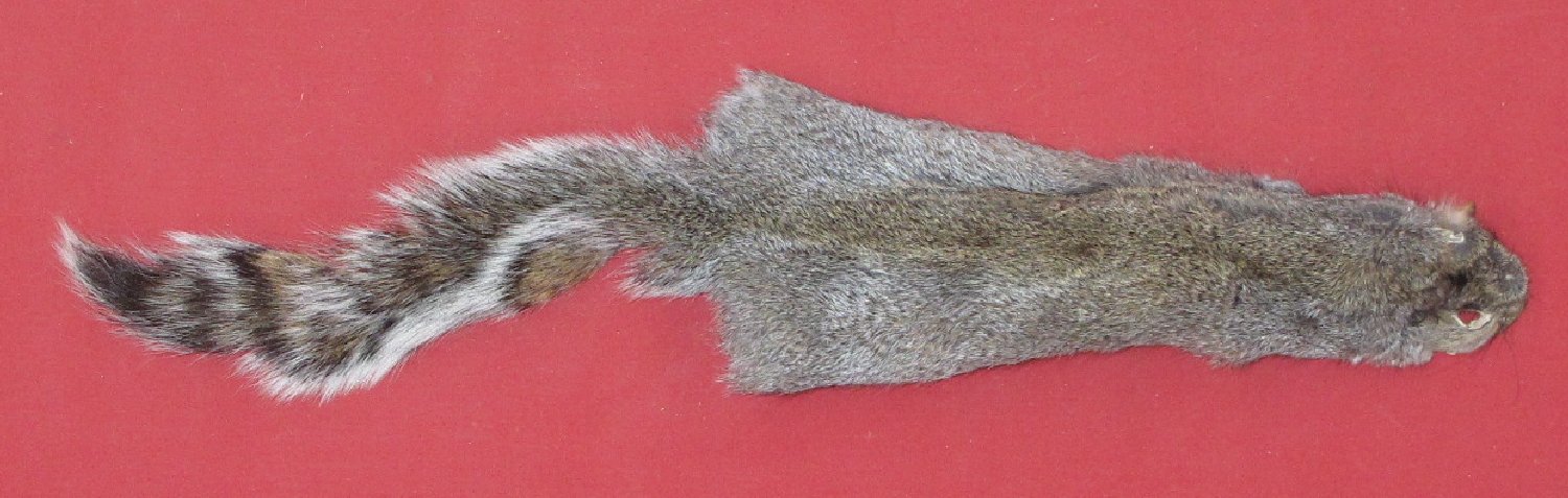 Tanned Furs : GREY SQUIRREL (7430-0331) : hideandfur.com