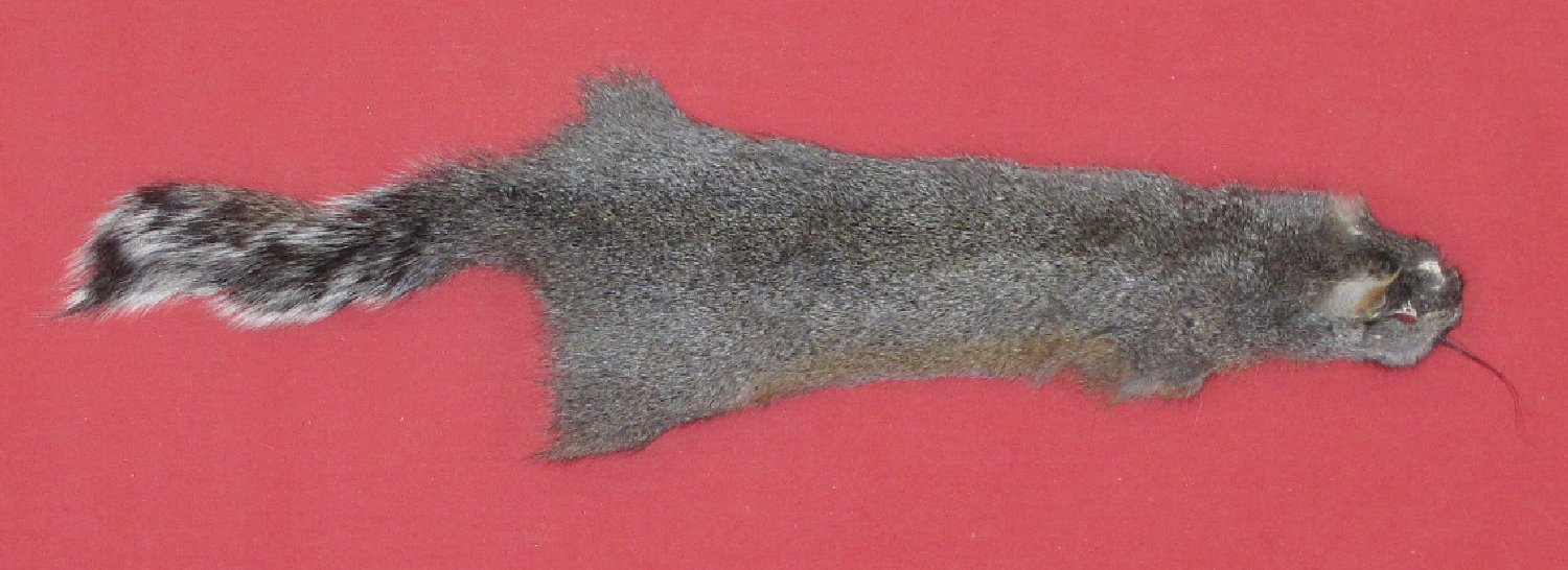 Tanned Furs : GREY SQUIRREL (7430-0333) : hideandfur.com