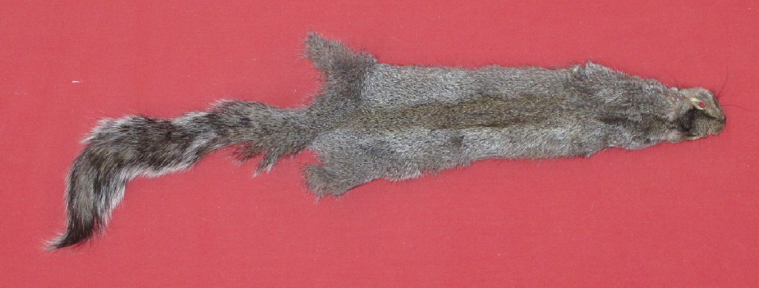 Tanned Furs : GREY SQUIRREL (7430-0336) : hideandfur.com
