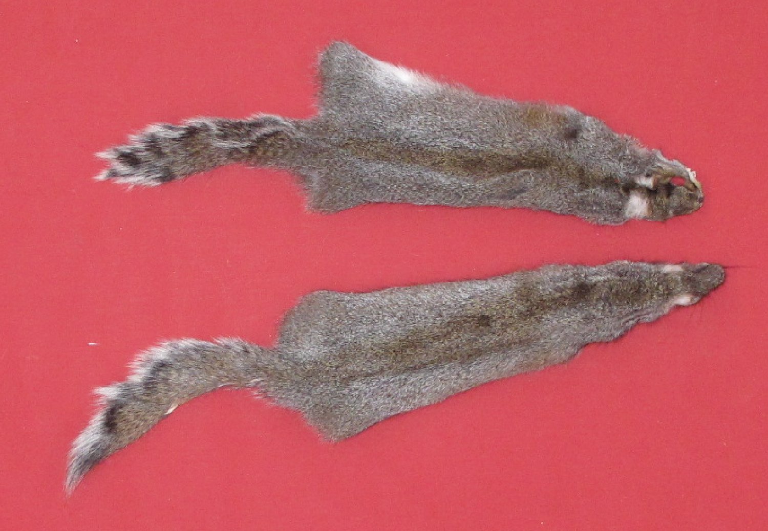 Tanned Furs : GREY SQUIRREL (7430-0340) : hideandfur.com