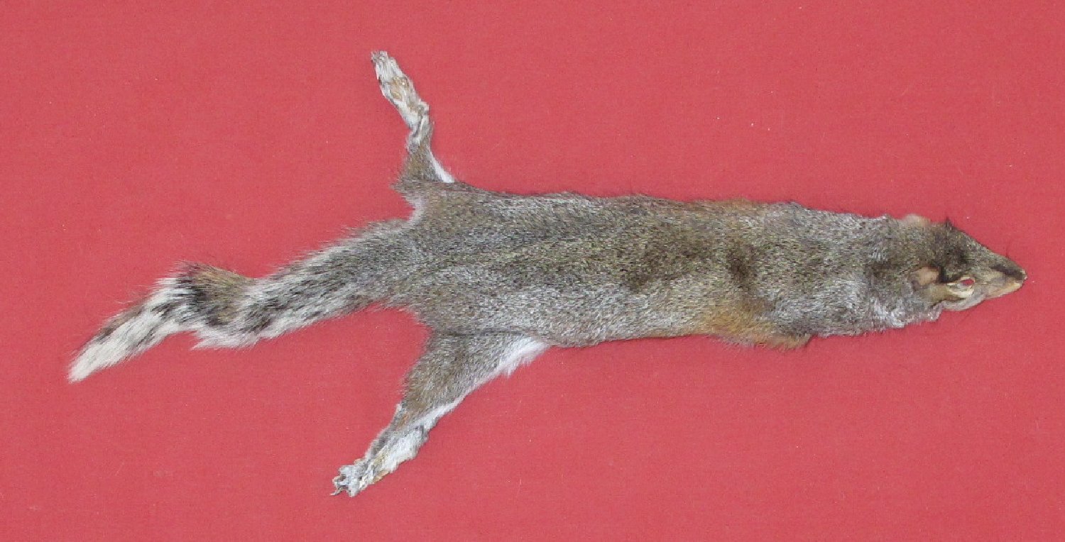 Tanned Furs : GREY SQUIRREL (7430-0341) : hideandfur.com