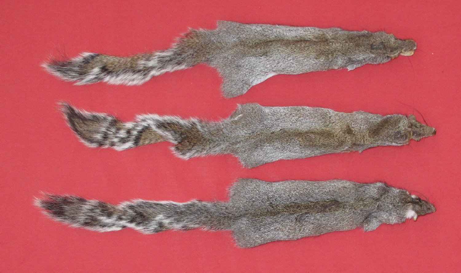 Tanned Furs : GREY SQUIRREL (7430-0348) : hideandfur.com
