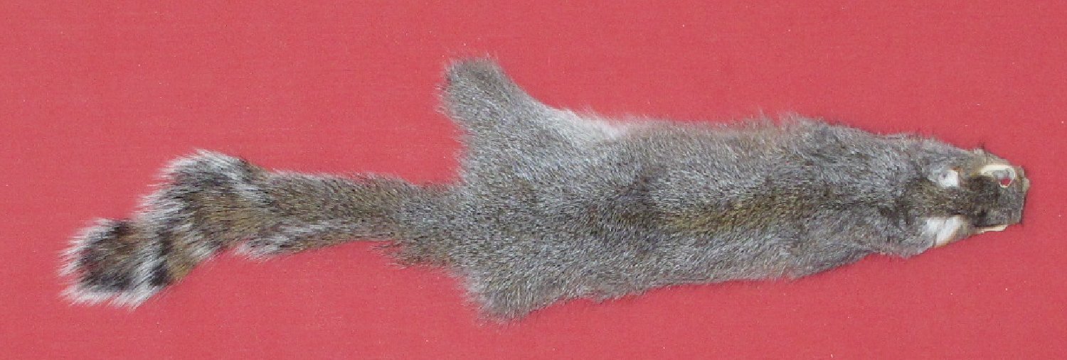 Tanned Furs : GREY SQUIRREL (7430-0352) : hideandfur.com