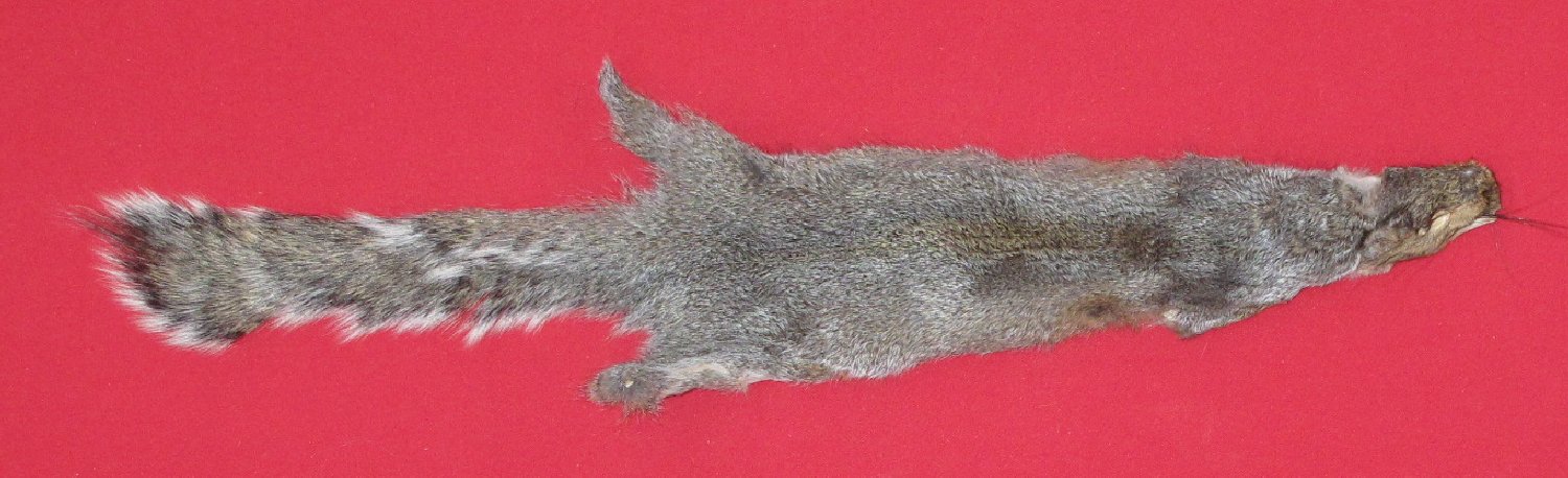 Tanned Furs : GREY SQUIRREL (7430-0355) : hideandfur.com