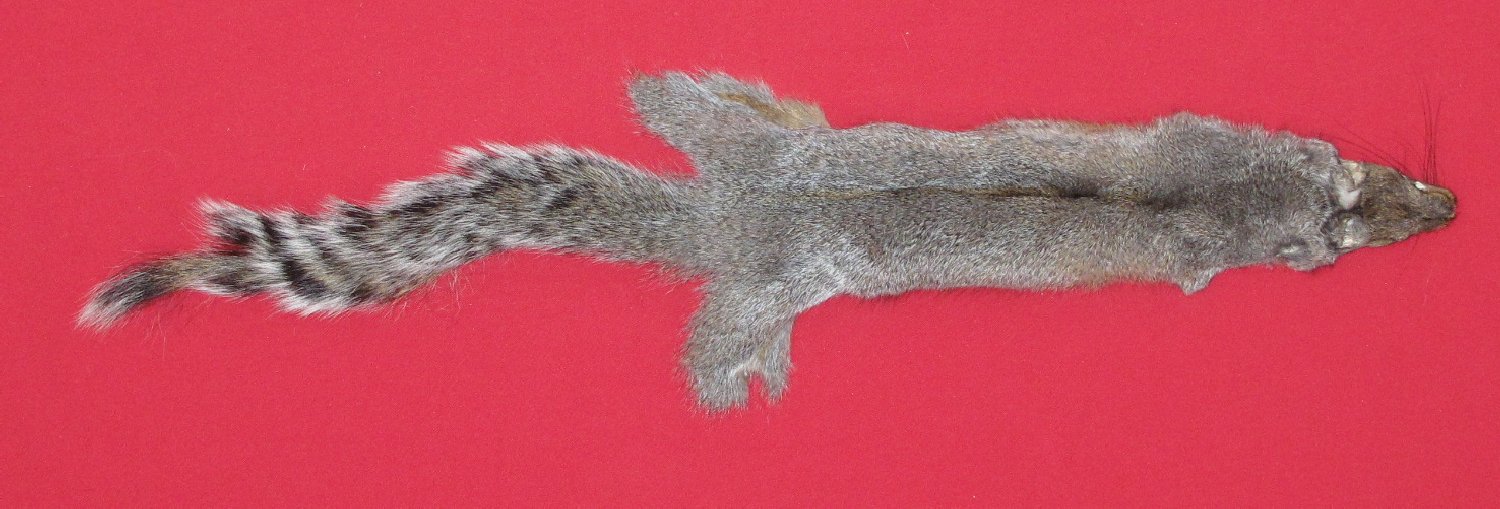 Tanned Furs : GREY SQUIRREL (7430-0356) : hideandfur.com