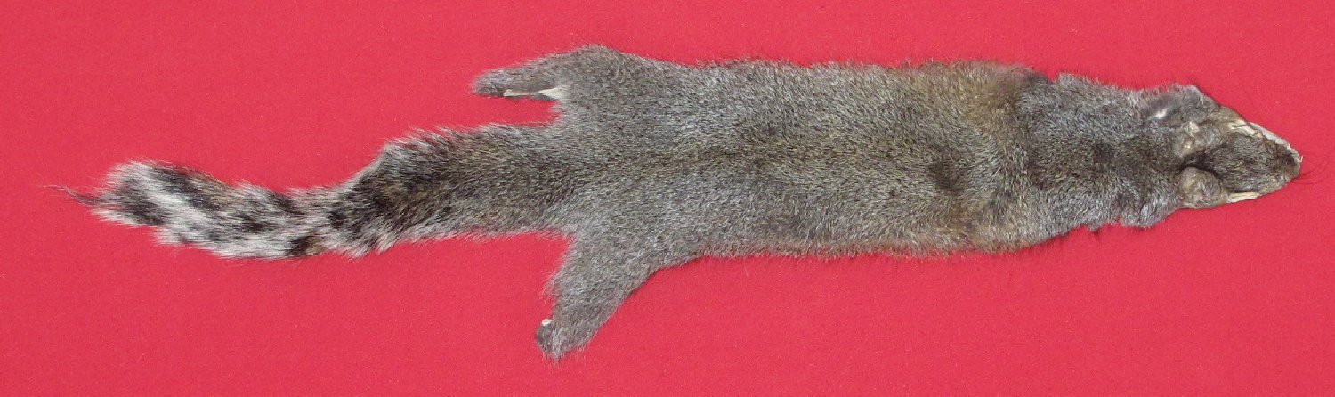 Tanned Furs : GREY SQUIRREL (7430-0359) : hideandfur.com