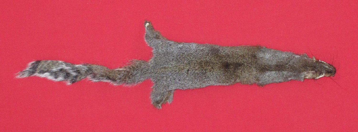 Tanned Furs : GREY SQUIRREL (7430-0381) : hideandfur.com