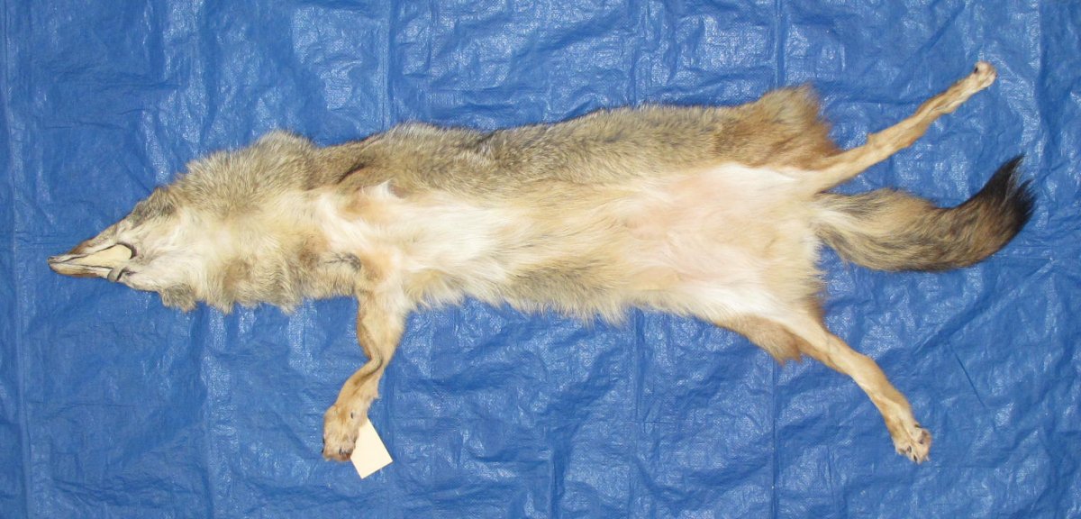 Tanned Furs : WOLF (7480-1236) : hideandfur.com