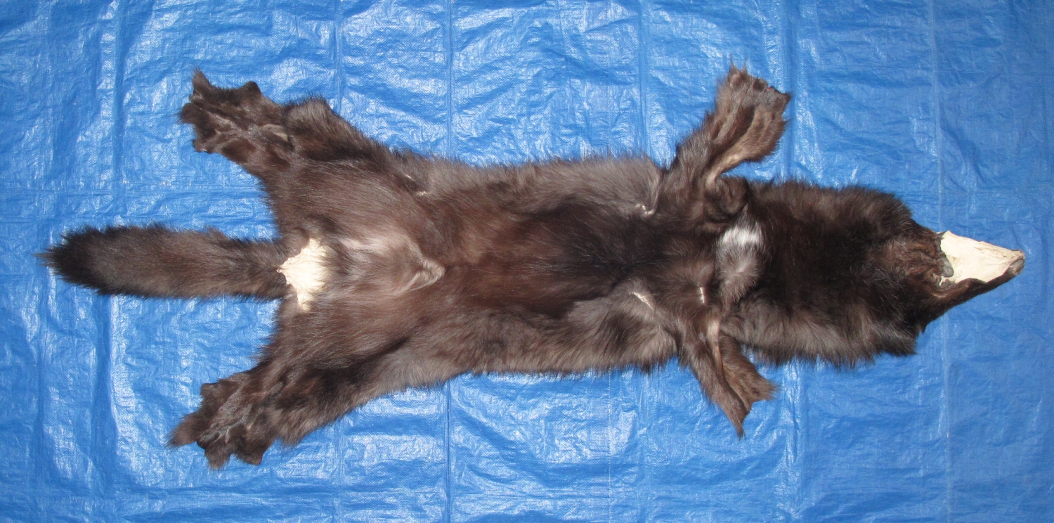 Tanned Furs : WOLF (7480-1898) : hideandfur.com