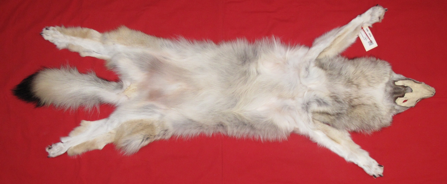 Tanned Furs : WOLF (7480-2079) : hideandfur.com
