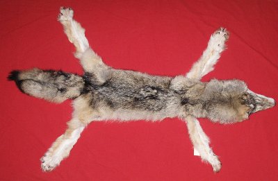 Tanned Wolf Hides, Pelts, Skins for sale by www.hideandfur.com