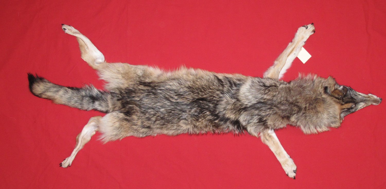 Tanned Furs : WOLF (7480-2320) : hideandfur.com