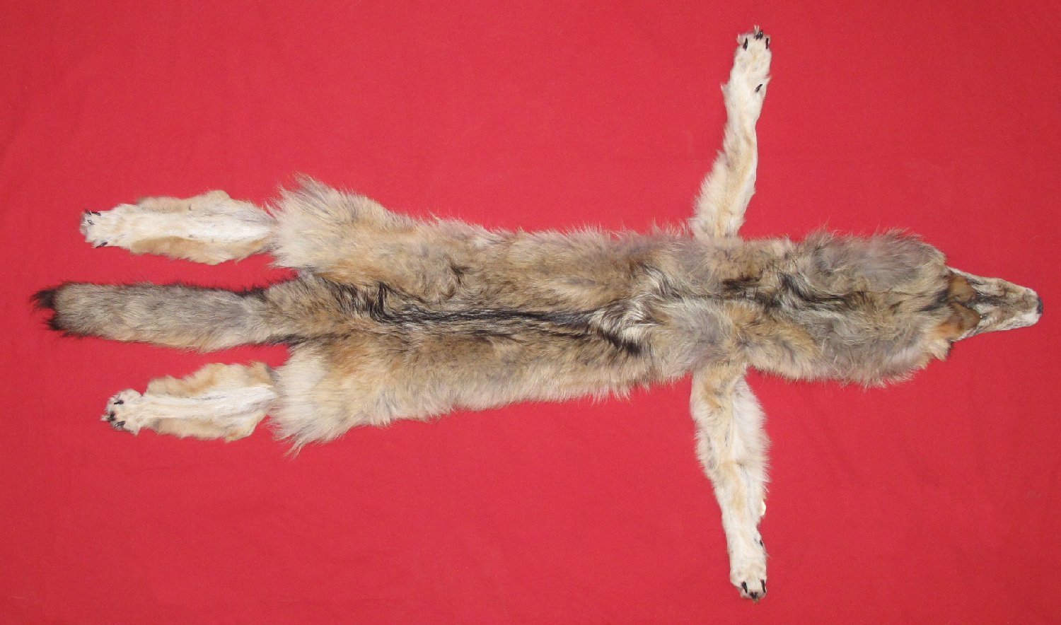 Tanned Furs : WOLF (7480-2453) : hideandfur.com