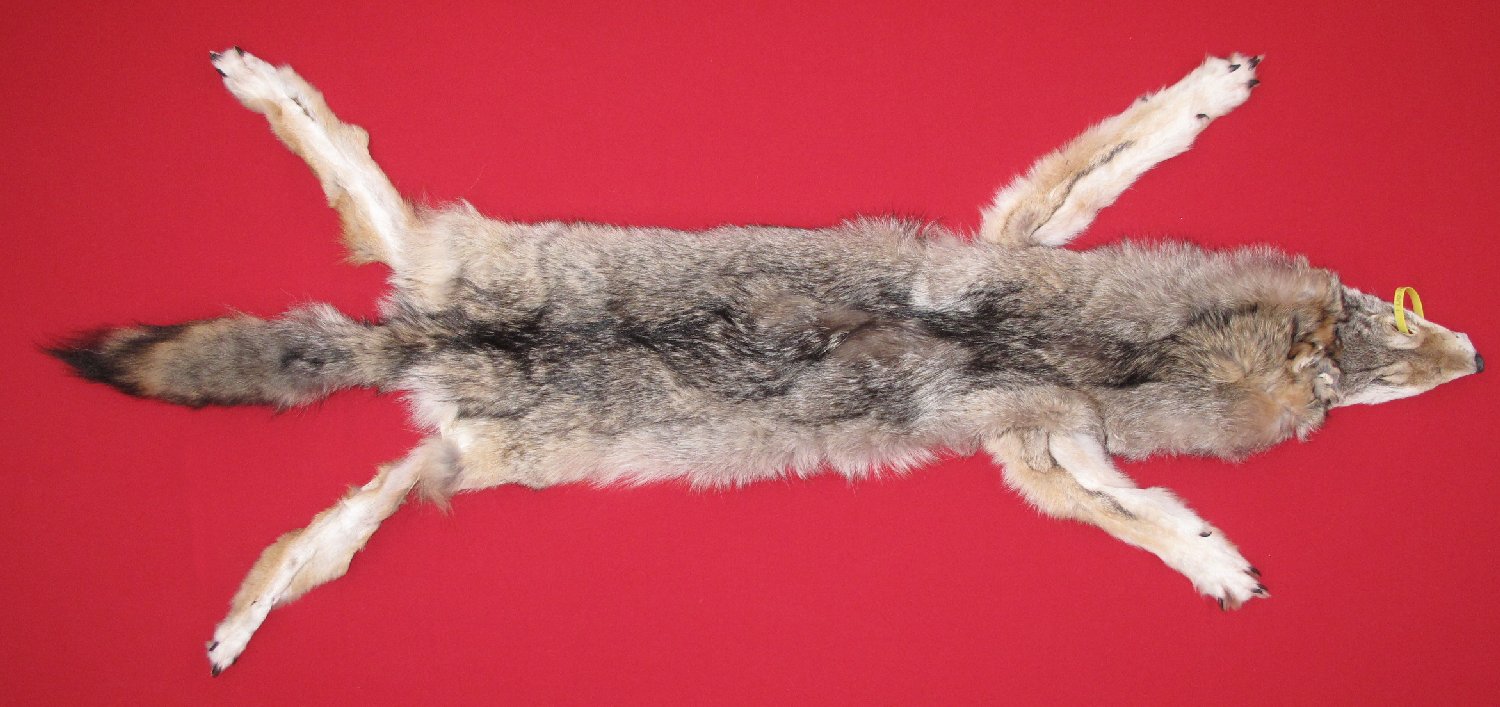 Tanned Furs : WOLF (7480-2459) : hideandfur.com