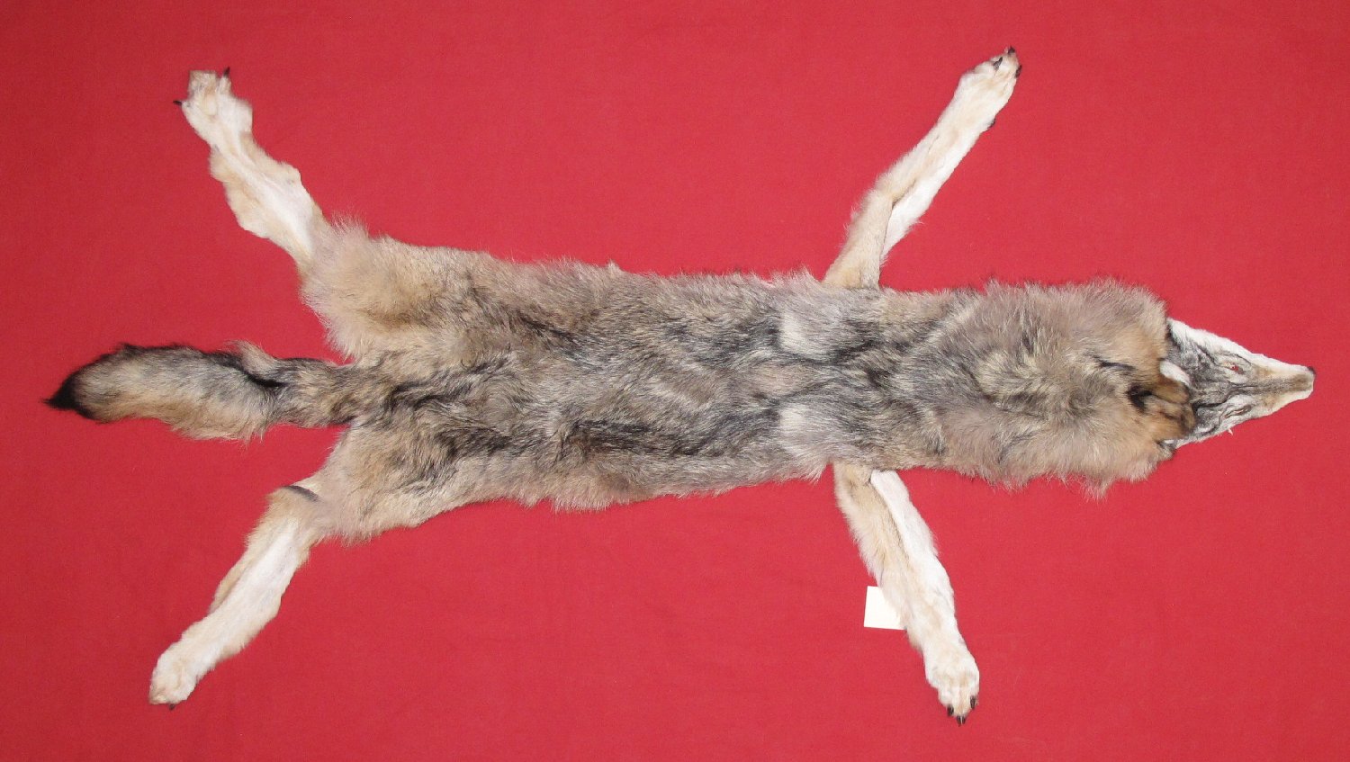 Tanned Furs : WOLF (7480-2462) : hideandfur.com