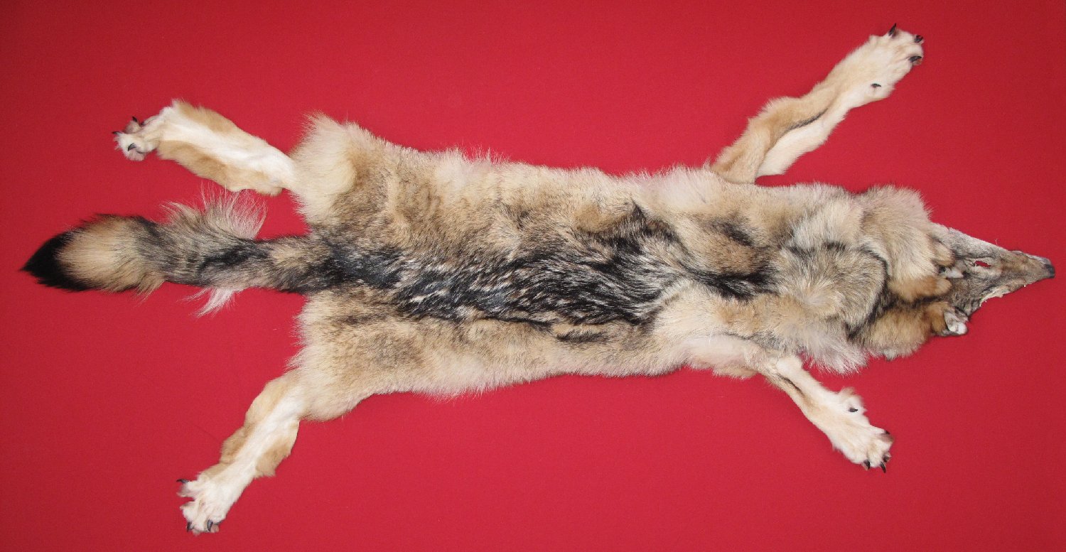 Tanned Furs : WOLF (7480-2468) : hideandfur.com