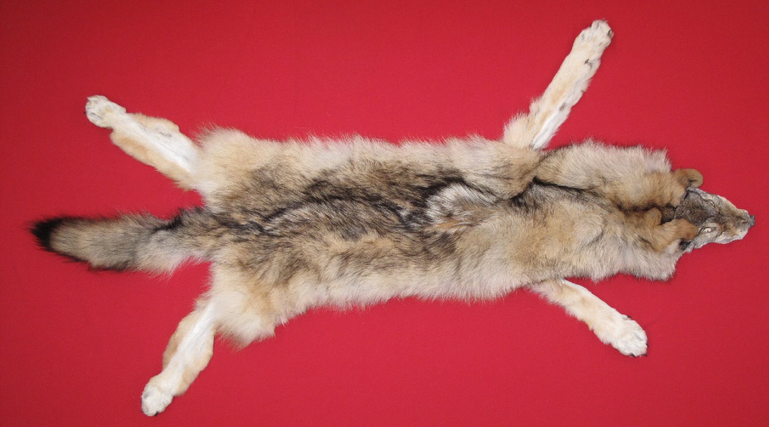 Tanned Furs : WOLF (7480-2476) : hideandfur.com