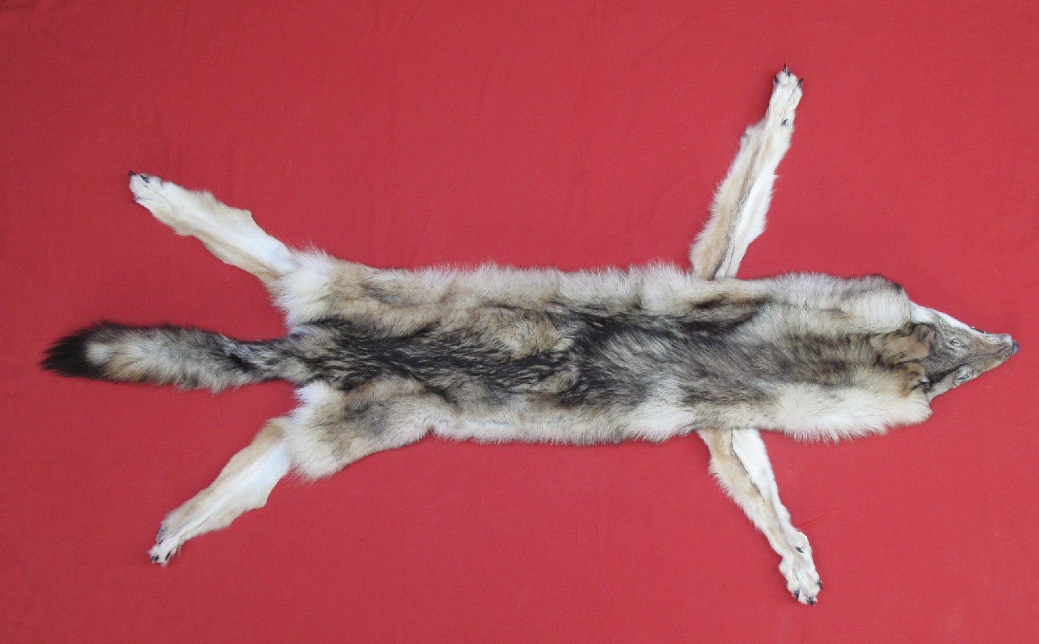 Tanned Furs : WOLF (7480-2483) : hideandfur.com