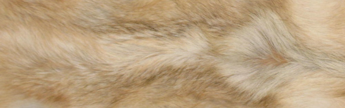 Tanned Furs : WOLF - TAXIDERMY QUALITY (7481-0297) : hideandfur.com