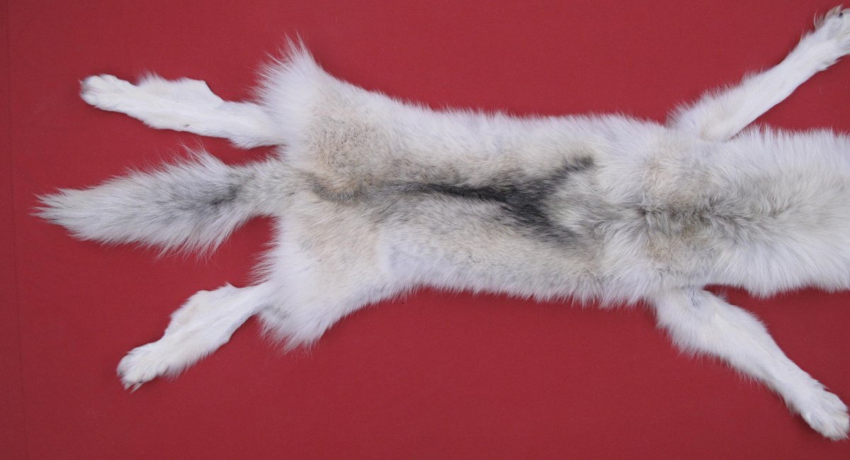 Tanned Furs : WOLF - TAXIDERMY QUALITY (7481-0412) : hideandfur.com